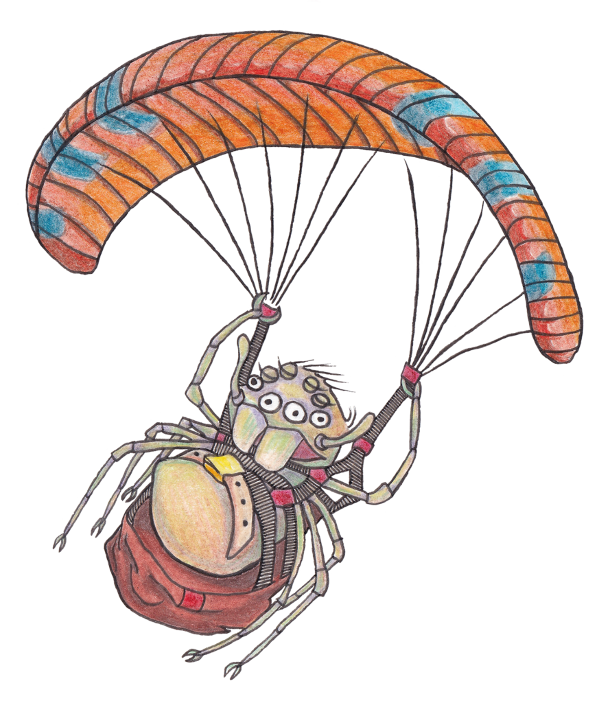 Spider Stories: My Journey from Phobia to Fascination – Australian ...